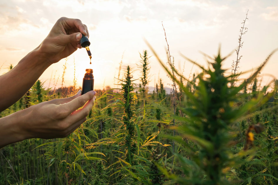 Unlocking the Power of Daily CBD: A New England Perspective – Primabee